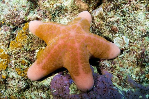 海星阅读理解图标