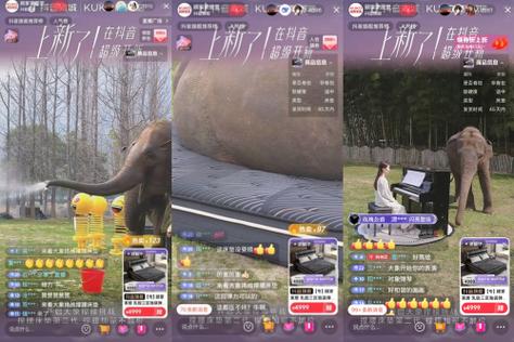 大象直播间现场直播图标