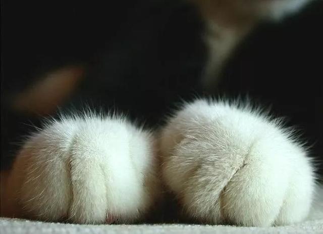 猫爪黑色是什么品种图标