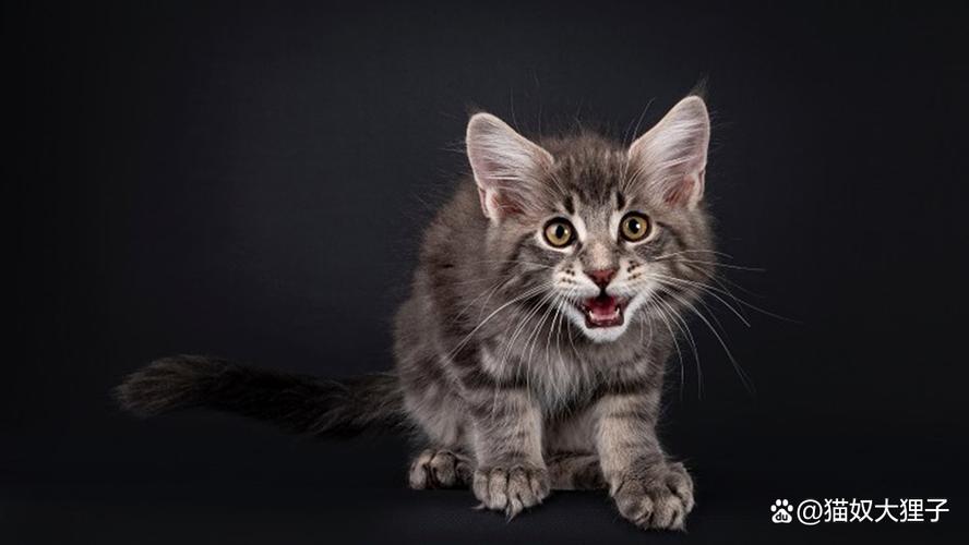 猫一直喵呜喵呜叫什么意思图标