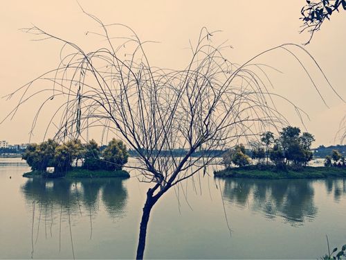 春日寂寞图标
