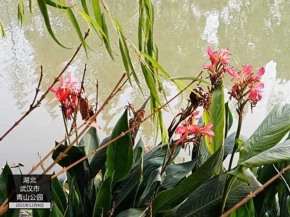 老版本花倚图标