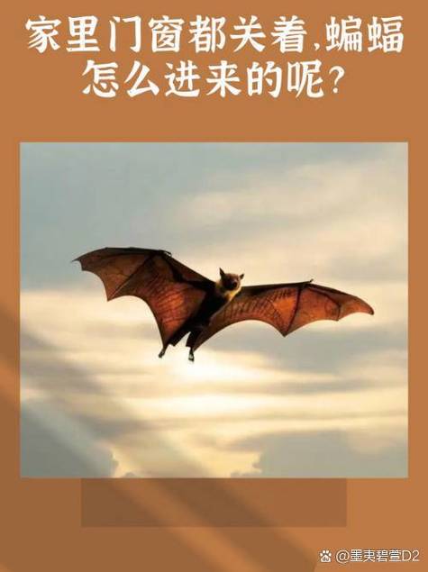 家里进了蝙蝠要警惕图标