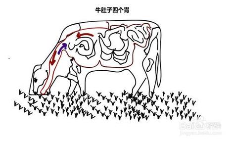 牛涨肚有没有好的半法至