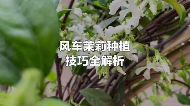 风车茉莉的优缺点和禁忌截图