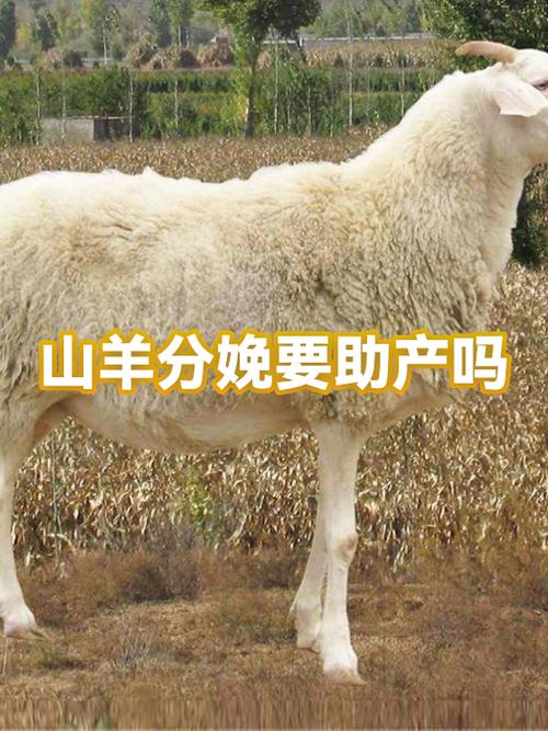怎么帮母羊助产截图