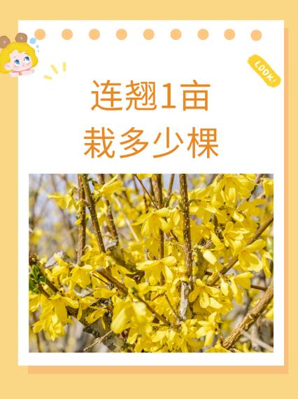 连翘寿命多少年缩略图