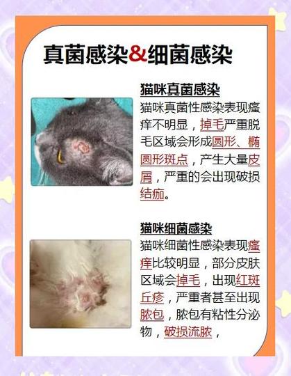 猫咪后大腿内侧有一坨肉图标