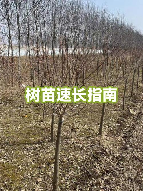 树苗怎么才能长得快图标
