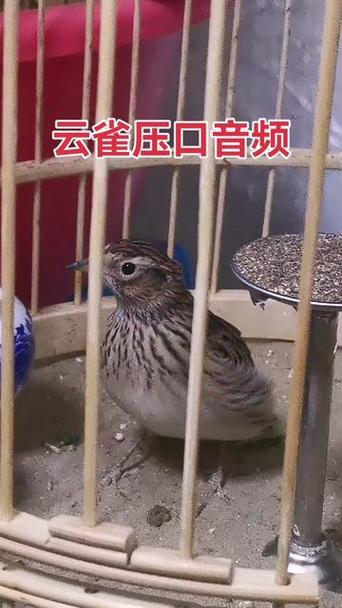 云雀直播图标