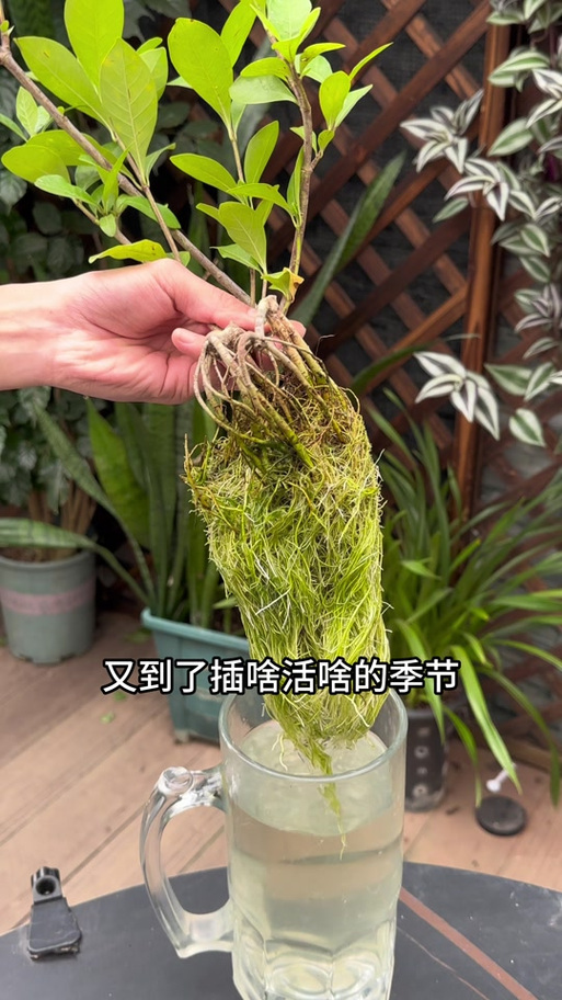 金钱树的繁殖方法截图