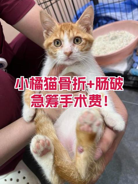 小橘猫贷款容易通过吗图标