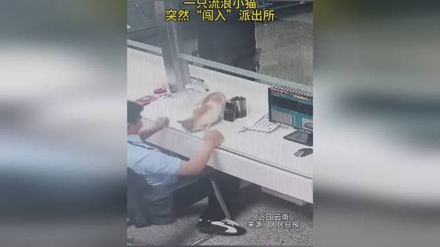 猫丢了去派出所查监控图标