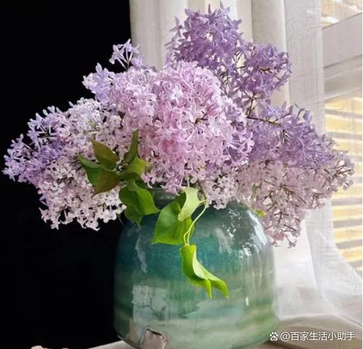 丁香花的养殖方法图标