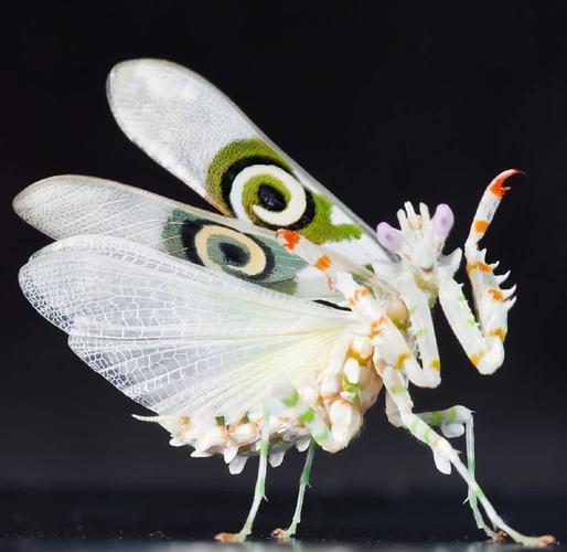 刺花螳螂vs魔花螳螂图标