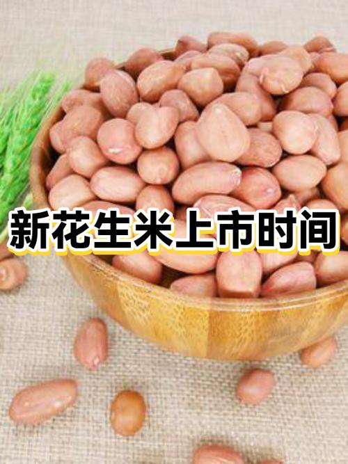 新花生几月上市图标