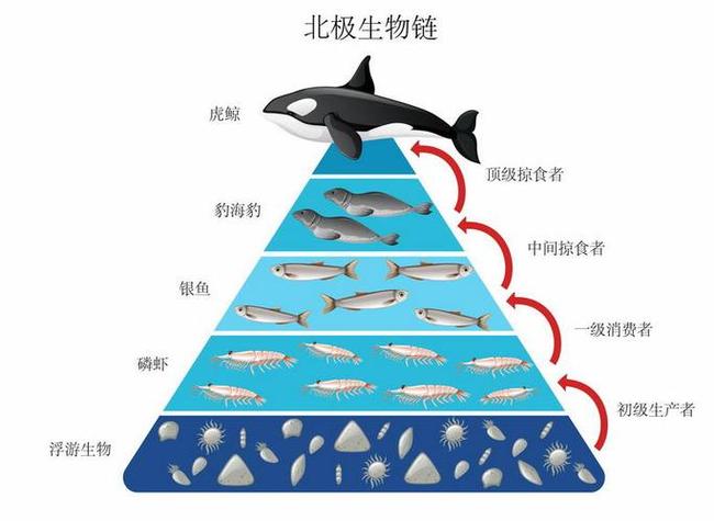 海洋食物链图片图标