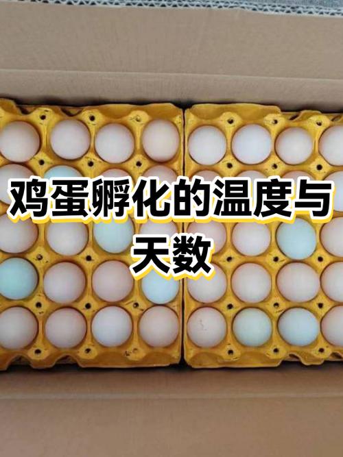 鸡蛋和孵小鸡的蛋区别截图