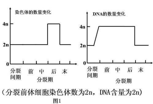 怎样数染色体和DNA的数量图标