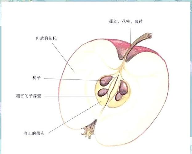 果实的组成部分及分类