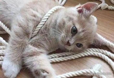 猫绳子怎么套截图