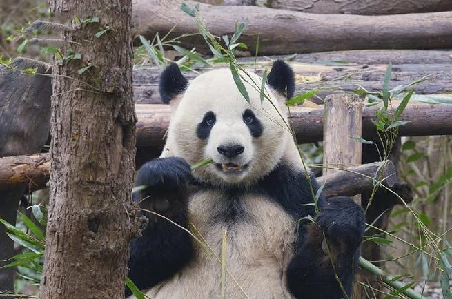 熊猫喜喜庆庆的爸爸叫什么图标