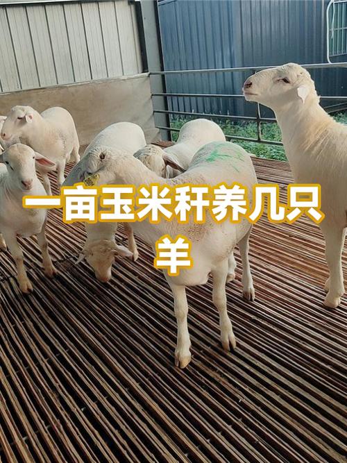 养15只羊一年能赚多少钱截图