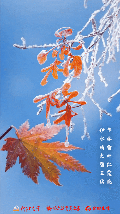 霜降by霁雨图标