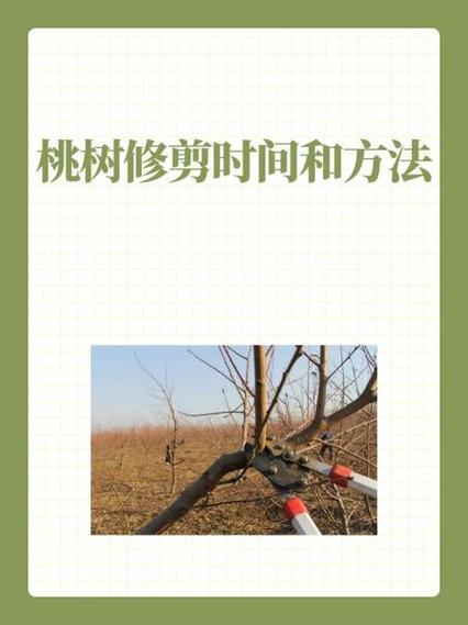 桃树剪枝怎样修剪图标