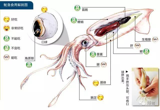 鱿鱼各个部位图解图标