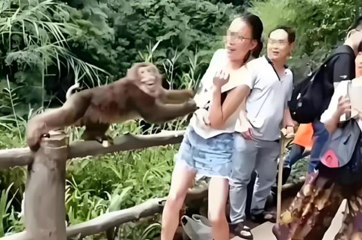 猴子伤人图标