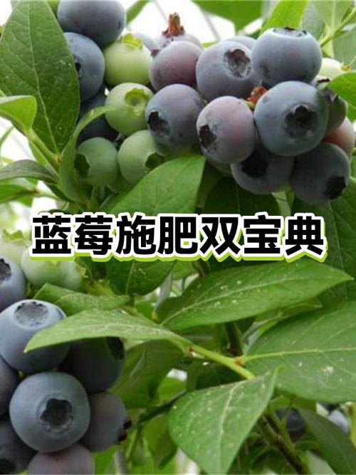 蓝莓吃不完怎么保存图标