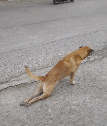 狗狗腿突然直了不打弯了图标