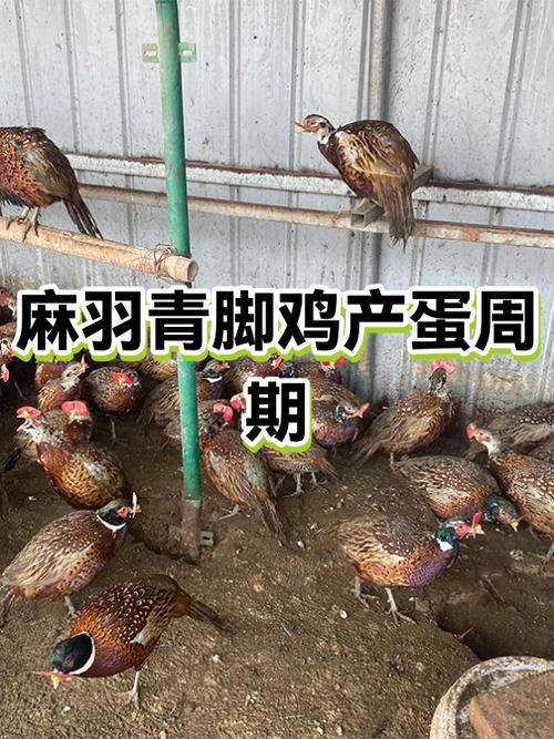 麻羽青脚鸡产蛋量高吗图标