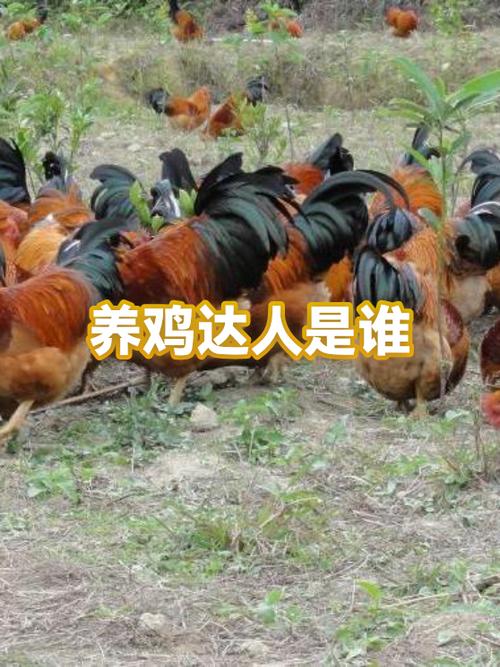 养鸡达人可以提现吗图标