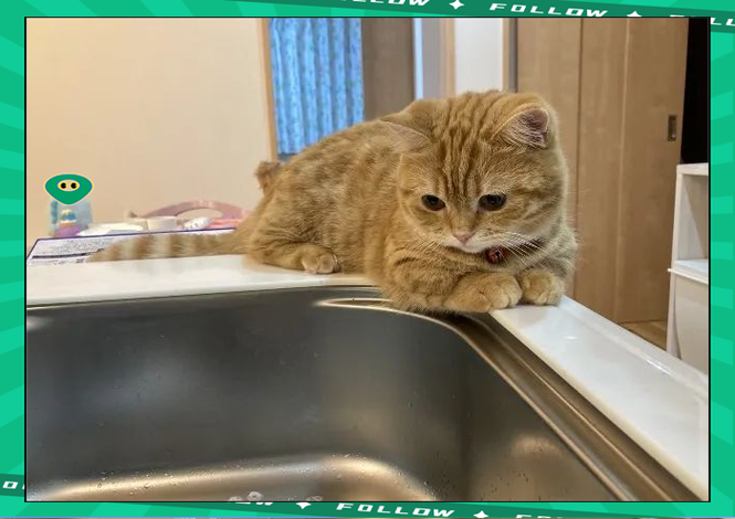 猫ちゃん什么意思图标