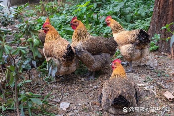 农村养鸡视频