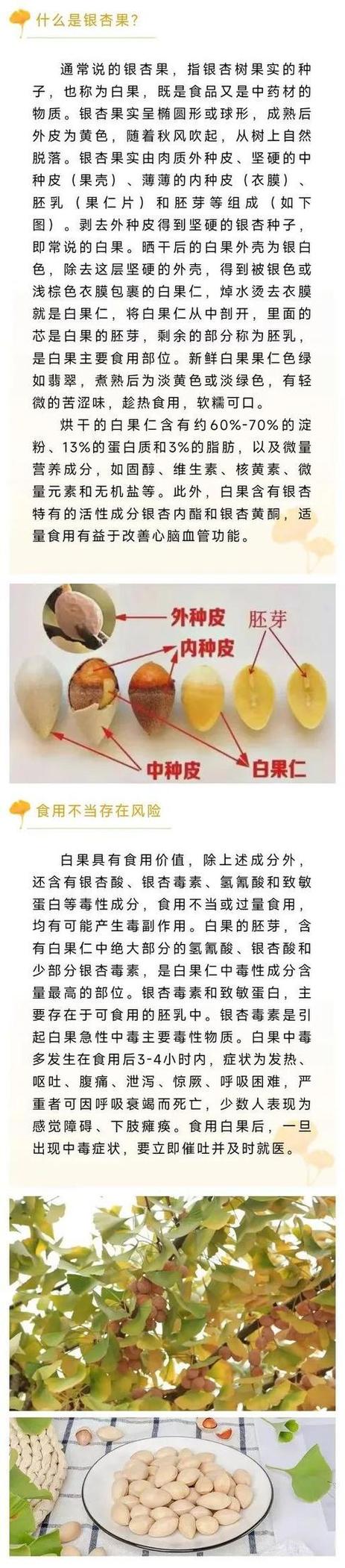 白果的十大好处图标