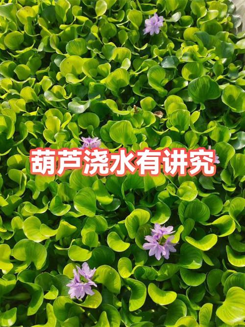 瓜地浇水正确方法图标