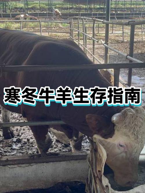 冬季生存最新版图标