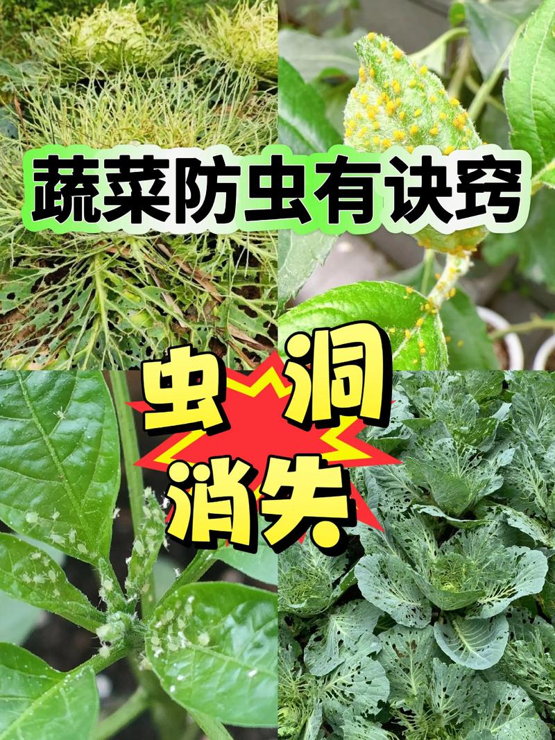 菜上的虫子用什么杀最安全