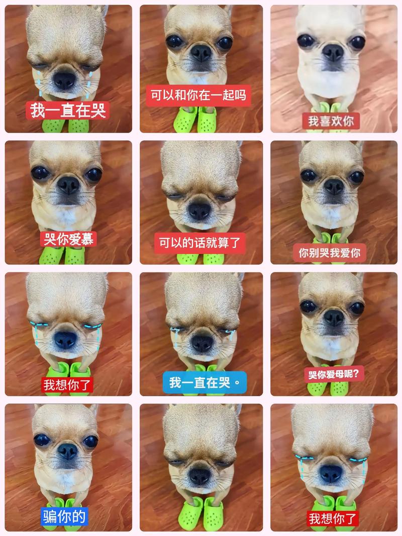 为所欲为表情包原图gif图标