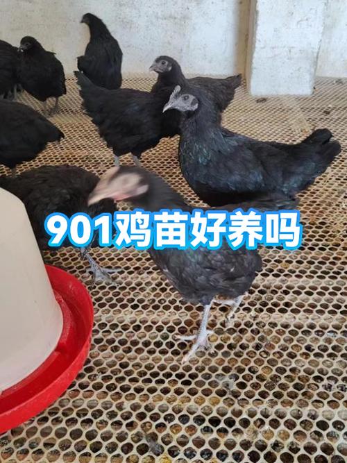 901大种鸡优缺点图标