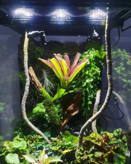 雨林缸造景diy教程图标