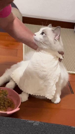猫晃脑袋是怎么回事图标