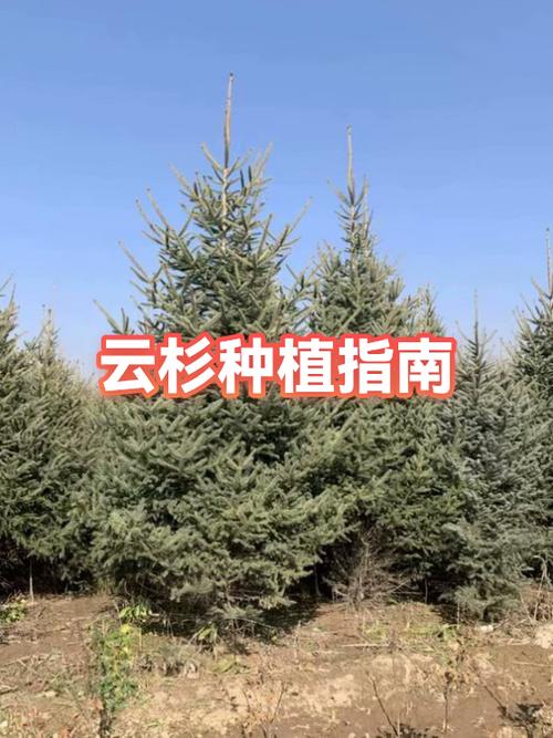 云杉和杉木哪个木质好图标