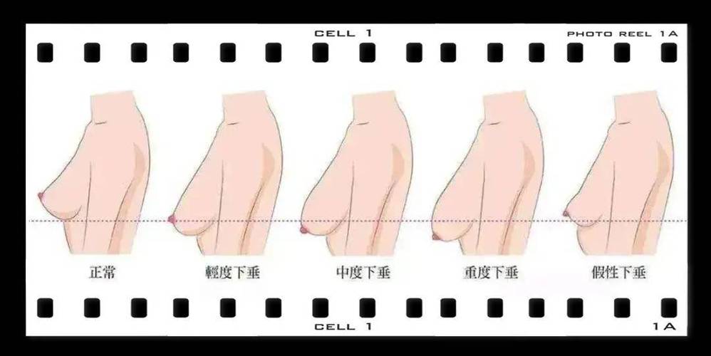 女人乳房的形状有几种图标