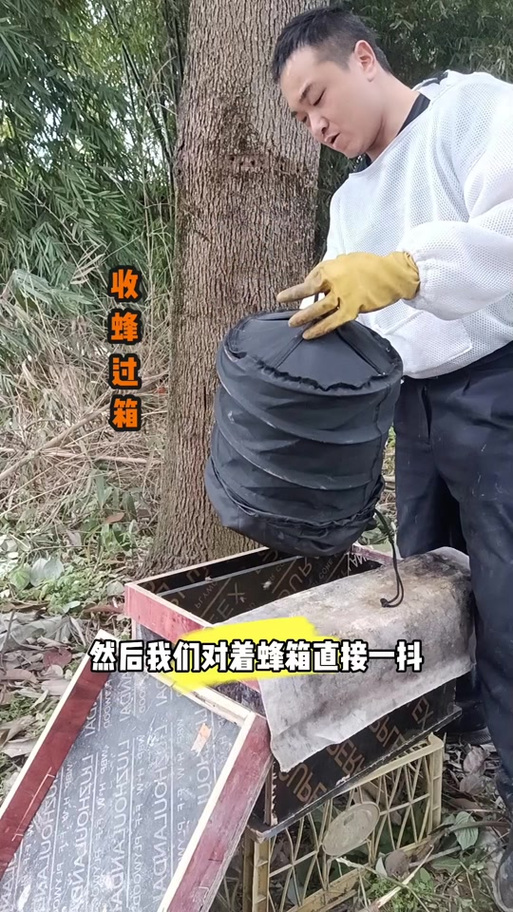 蜜蜂怎么过箱图标
