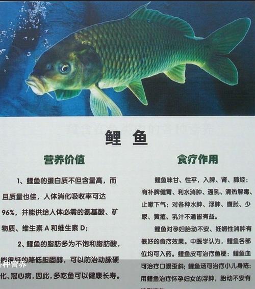 养锦鲤有什么好处