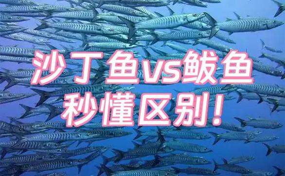 沙丁鱼和三文鱼哪个贵图标